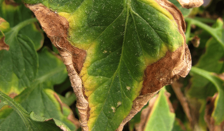 Common tomato diseases and pests: how do you prevent them?