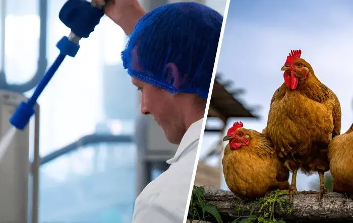 Hygiene protocol at poultry farms: showering is the standard